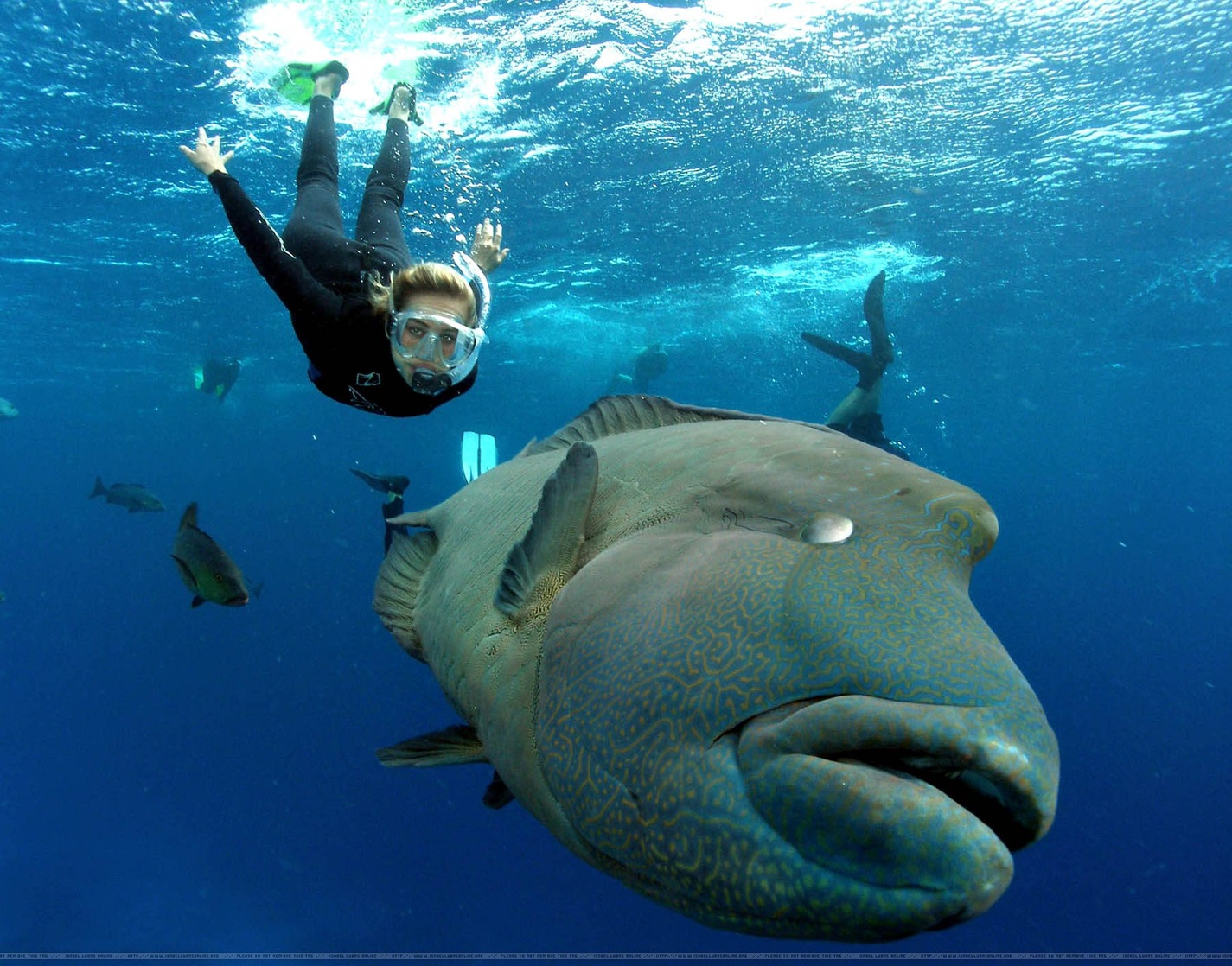 Picture of Isabel Lucas