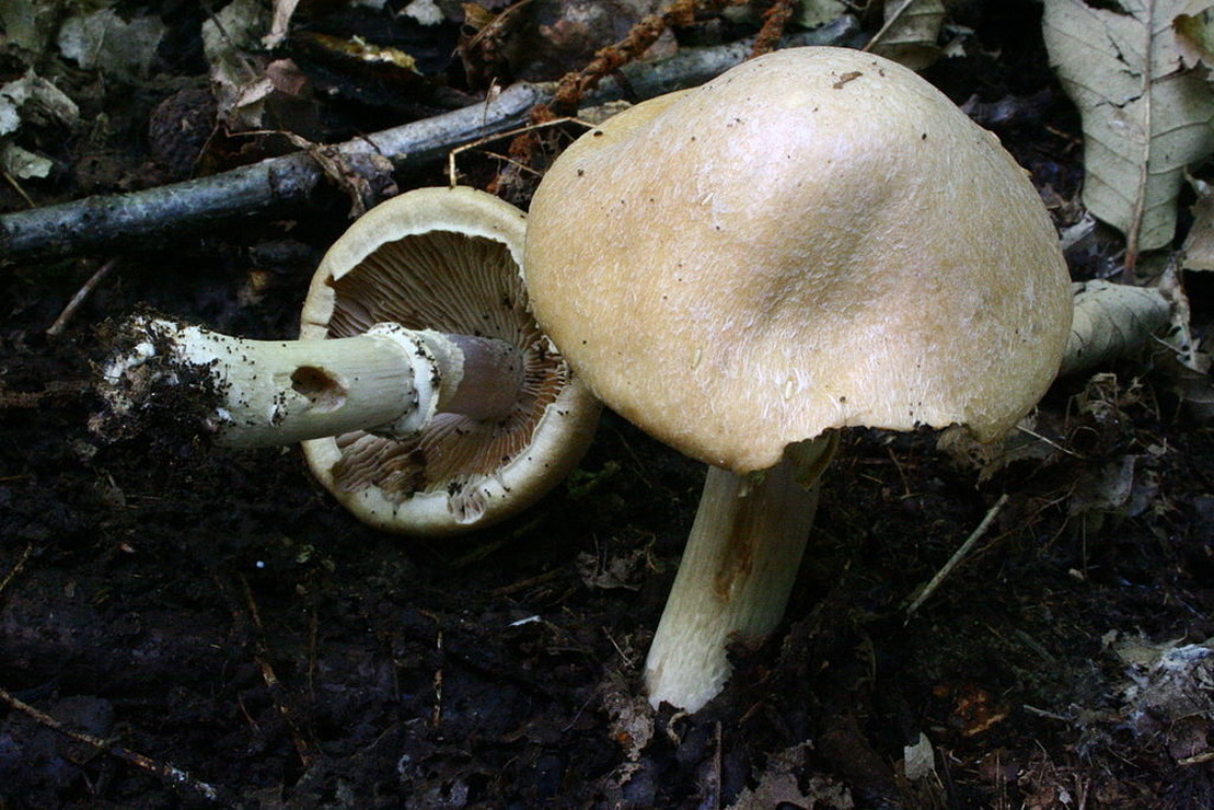 Picture of Cortinarius Caperatus (Gypsy Mushrooms)