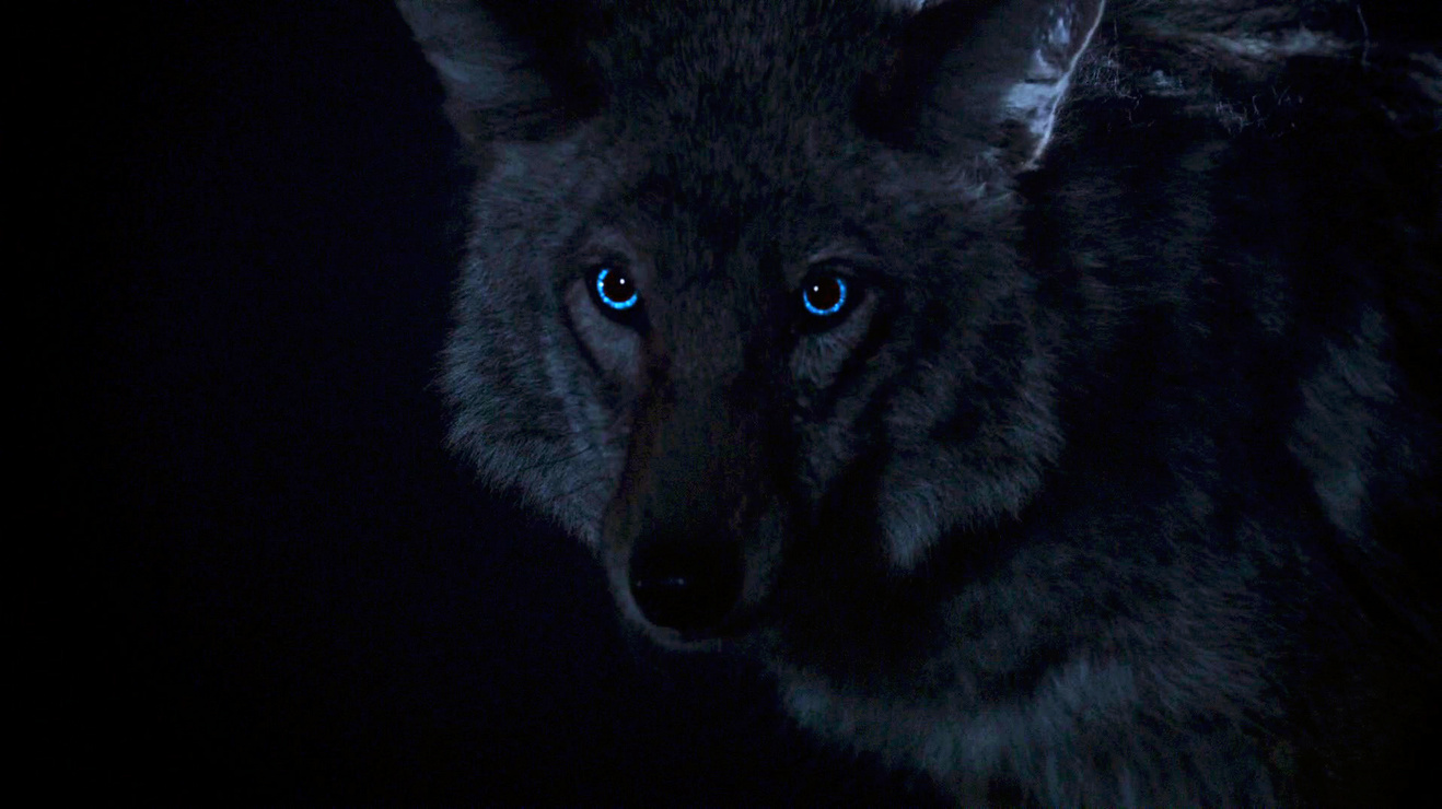 Teen Wolf picture