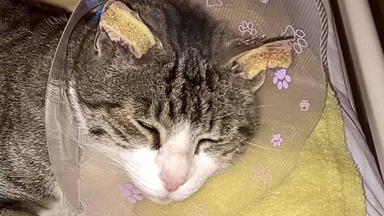 Dweebie after having surgery on his ears, 22/9/15