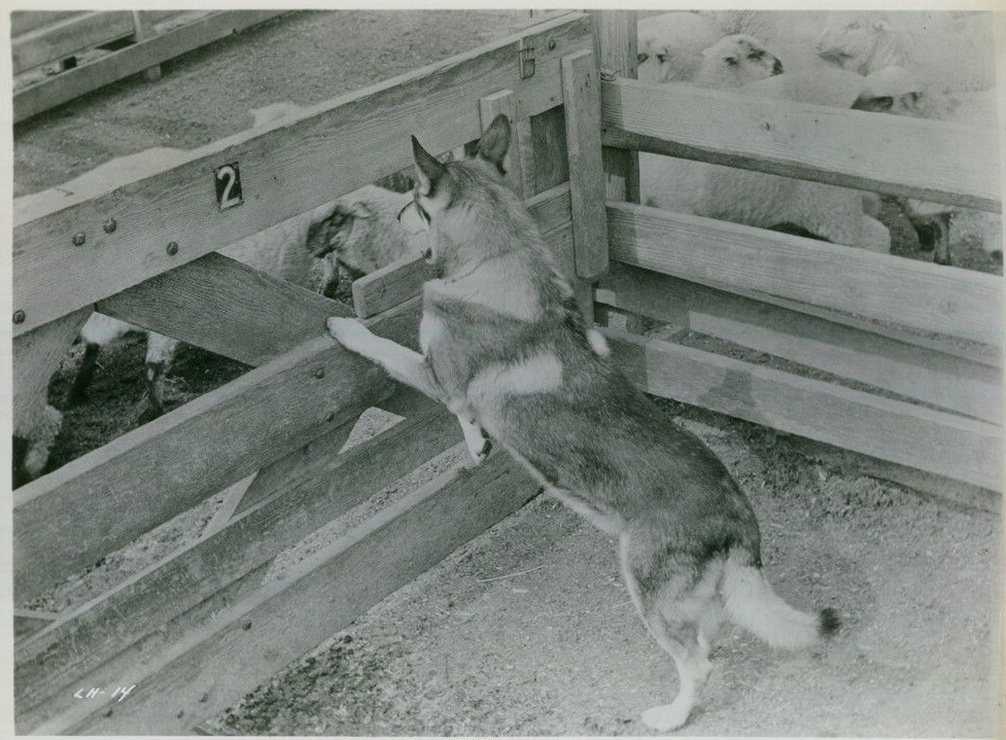 Picture of The Littlest Hobo