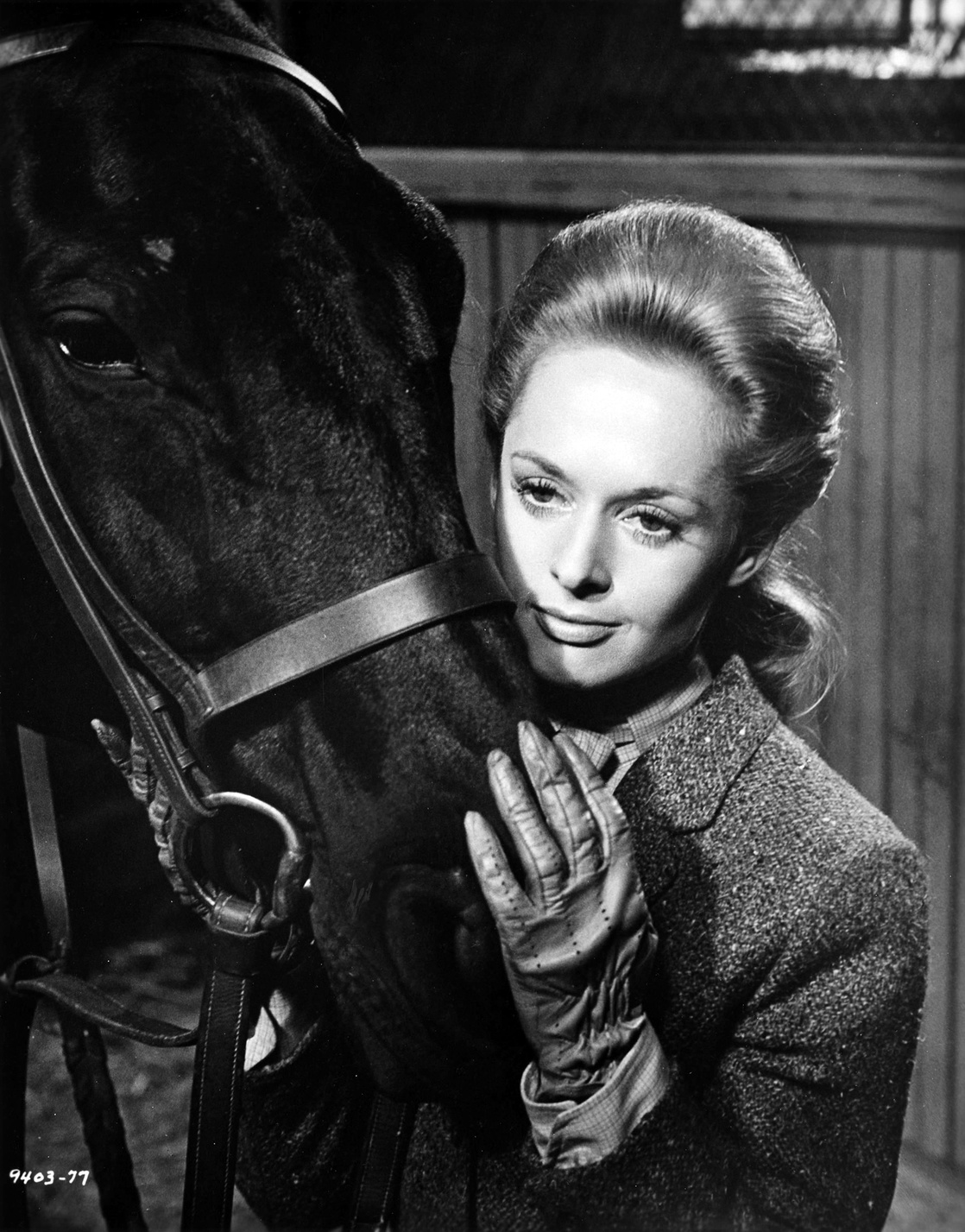 Picture of Tippi Hedren