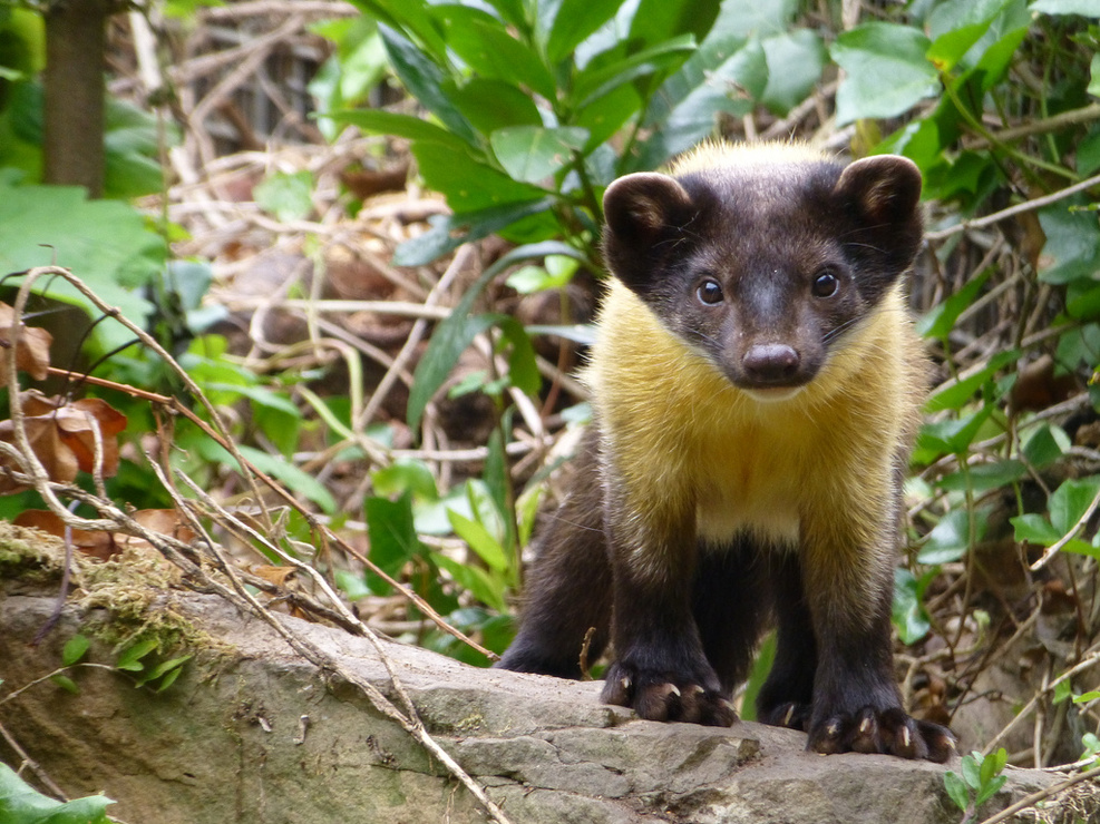 Yellow-throated Marten