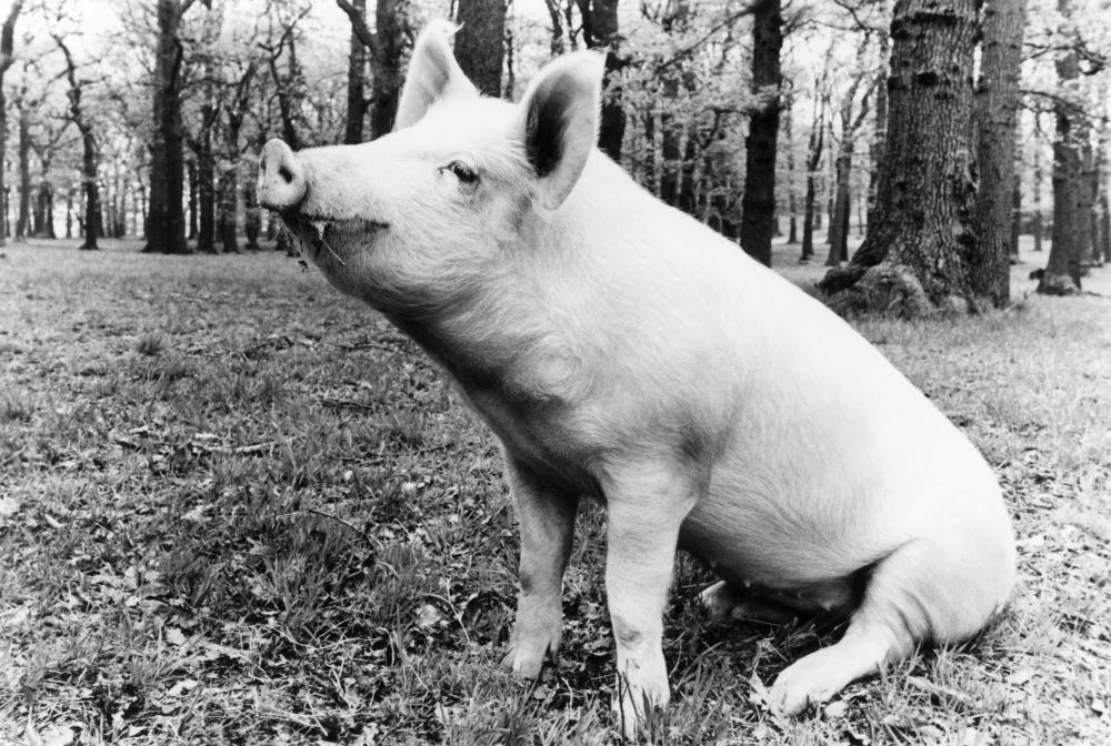 A Private Function image