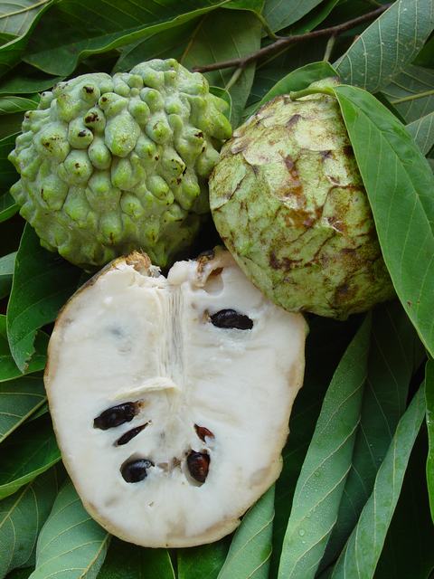 Picture of Annona Reticulata
