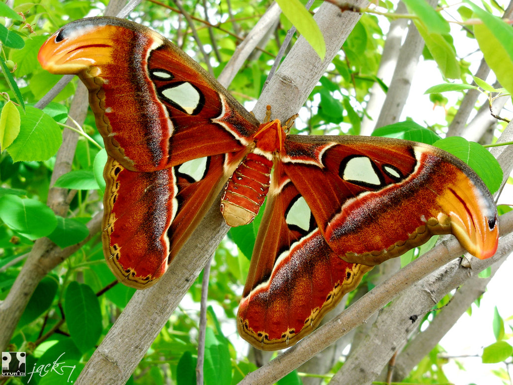 Atlas Moth