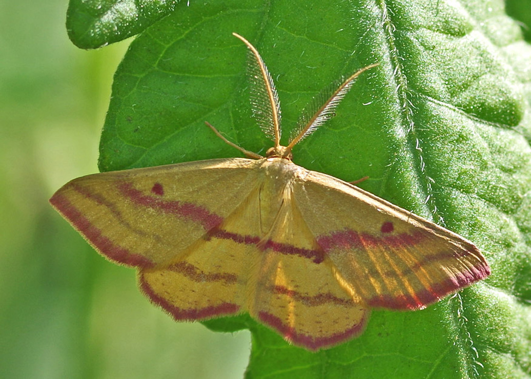 Chickweed Geometer Moth