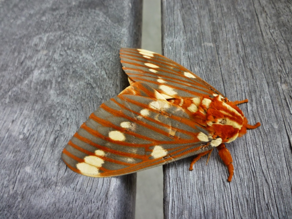 Royal Walnut Moth