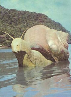 Picture of Great Glass Sea Snail (Great Pink Sea Snail)