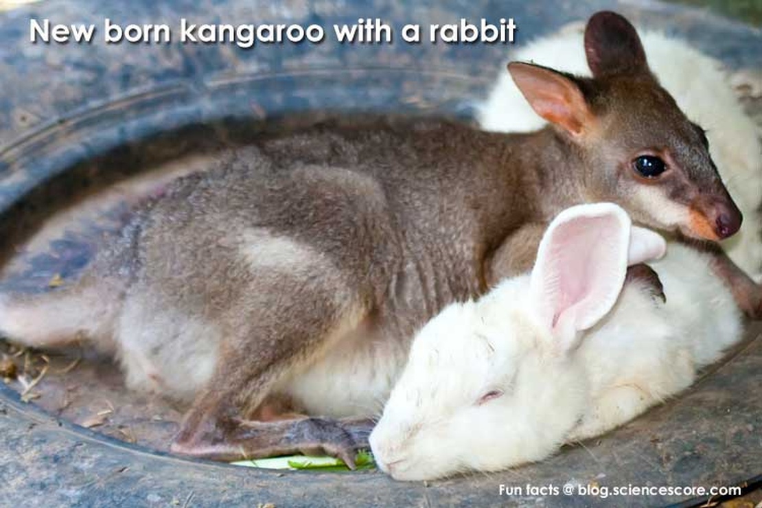 Baby Kangaroo & Rabbit