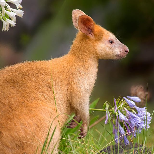 Golden Swamp Wallaby