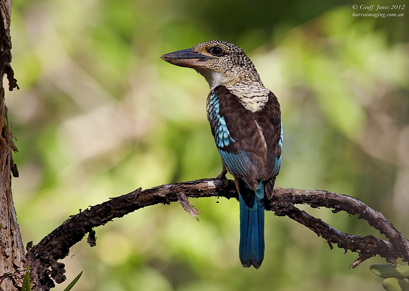 Spangled Kookaburra