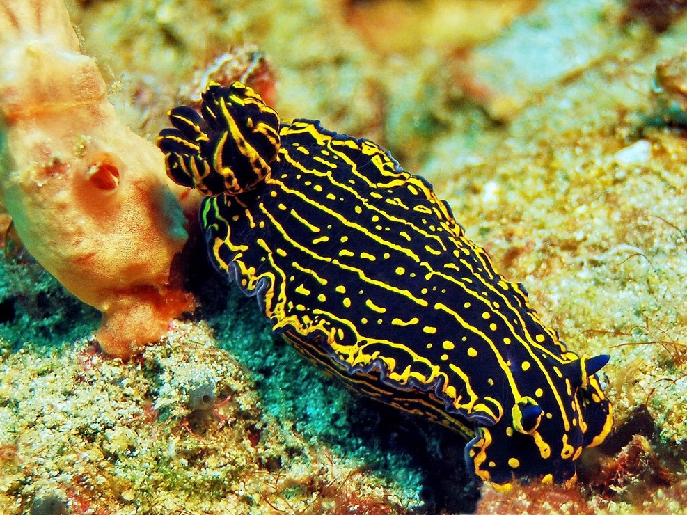 Yellow-purple Sea Slug (Hypselodoris Picta Webbi)