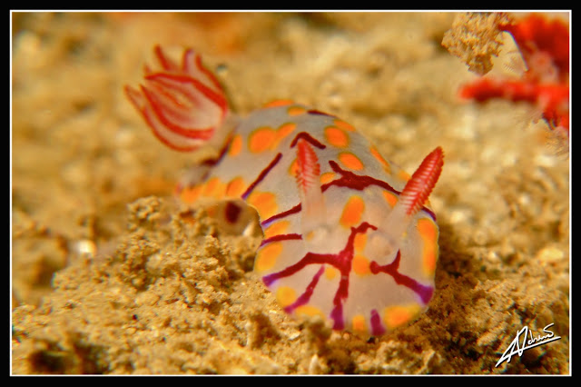 Hypselodoris Zebrina Sea Slug