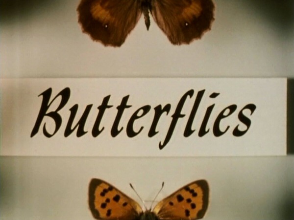 Picture of Butterflies (1978-1983)