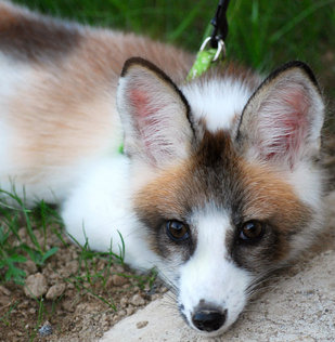 Marble Fox