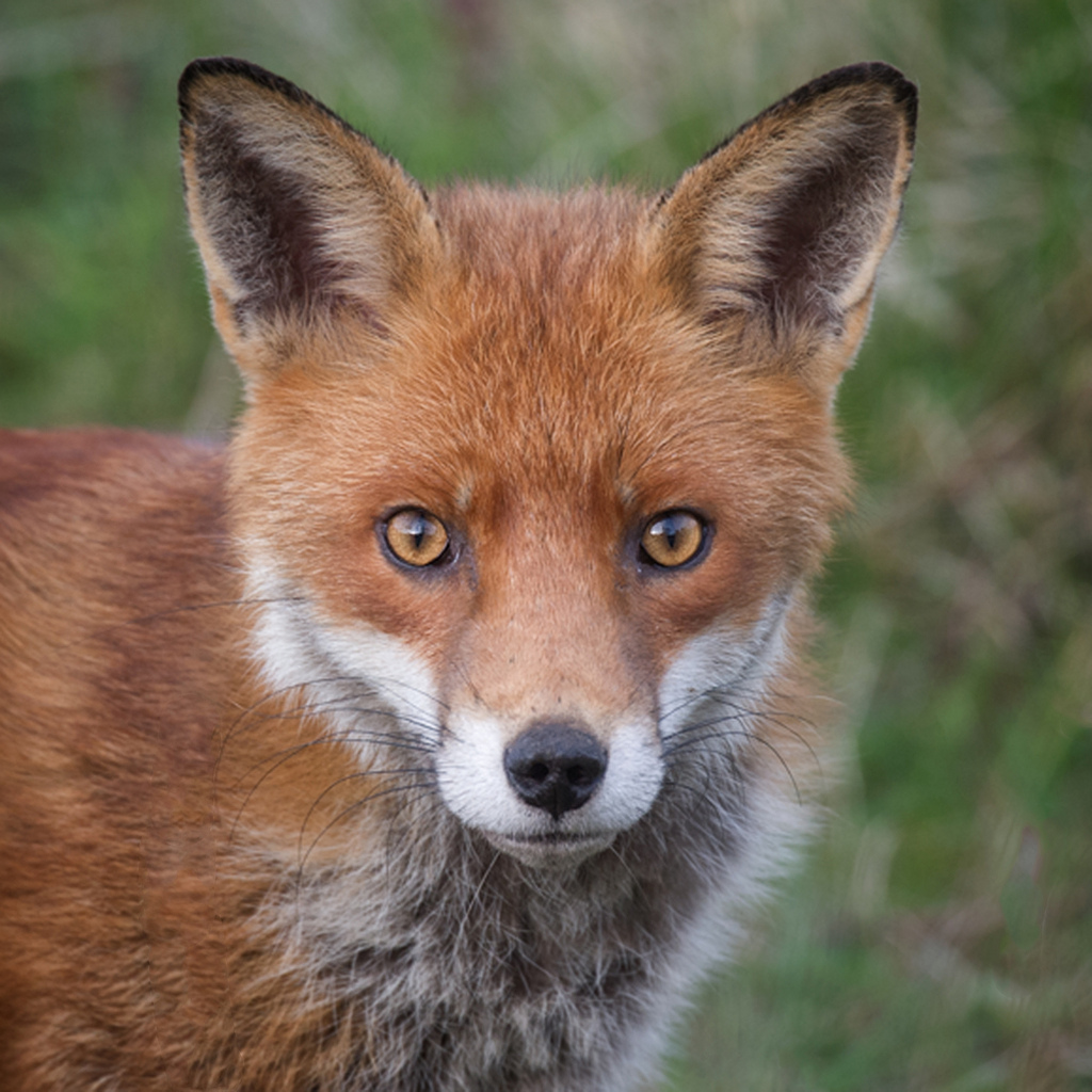 Red Fox