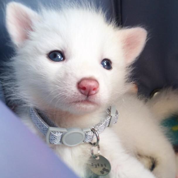 White Marble Fox cub