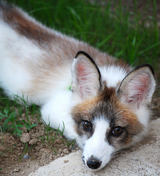Marble Fox