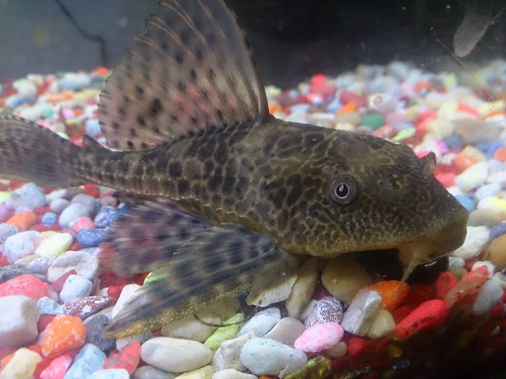 Common Pleco