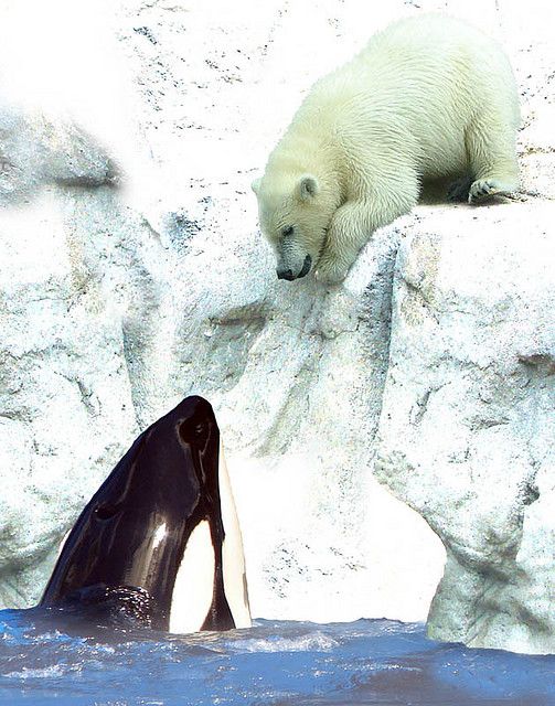 Orca (Killer Whale) & Polar Bear