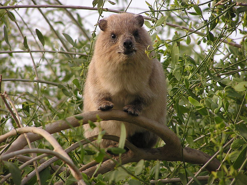 Rock Hyrax in a tree