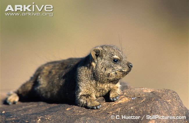 Baby Rock Hyrax
